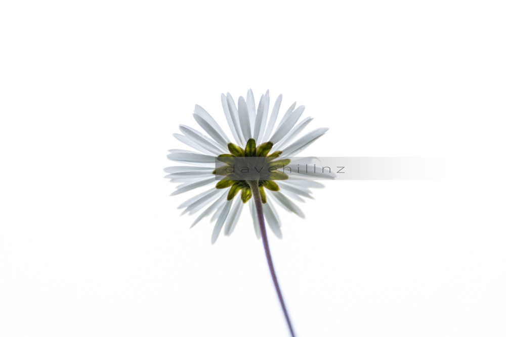 Welding & daisies - davehillnz